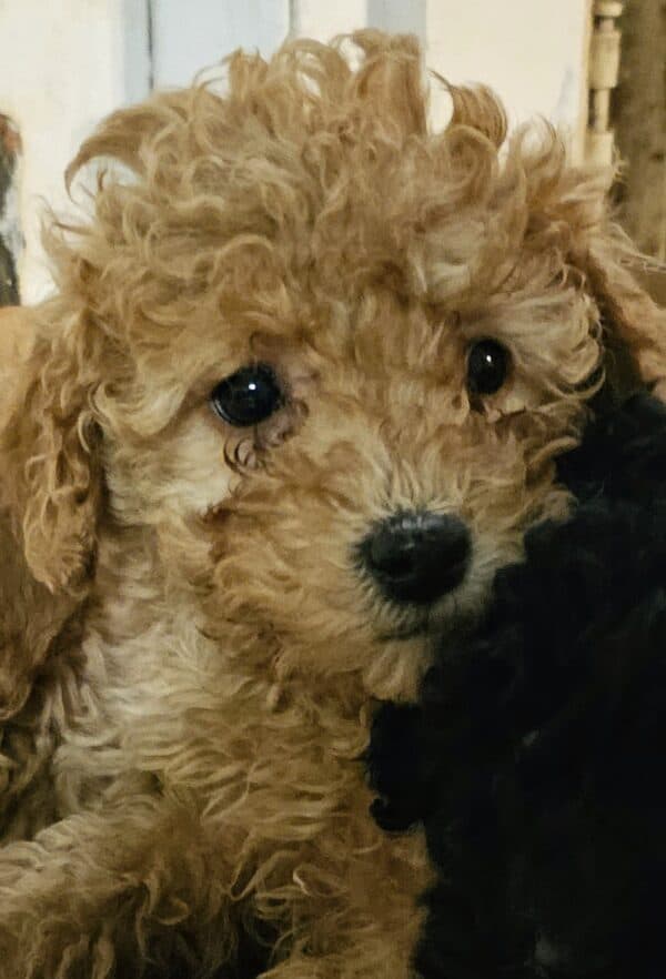 Franko - Red Male Puppy | TomTom Puppy